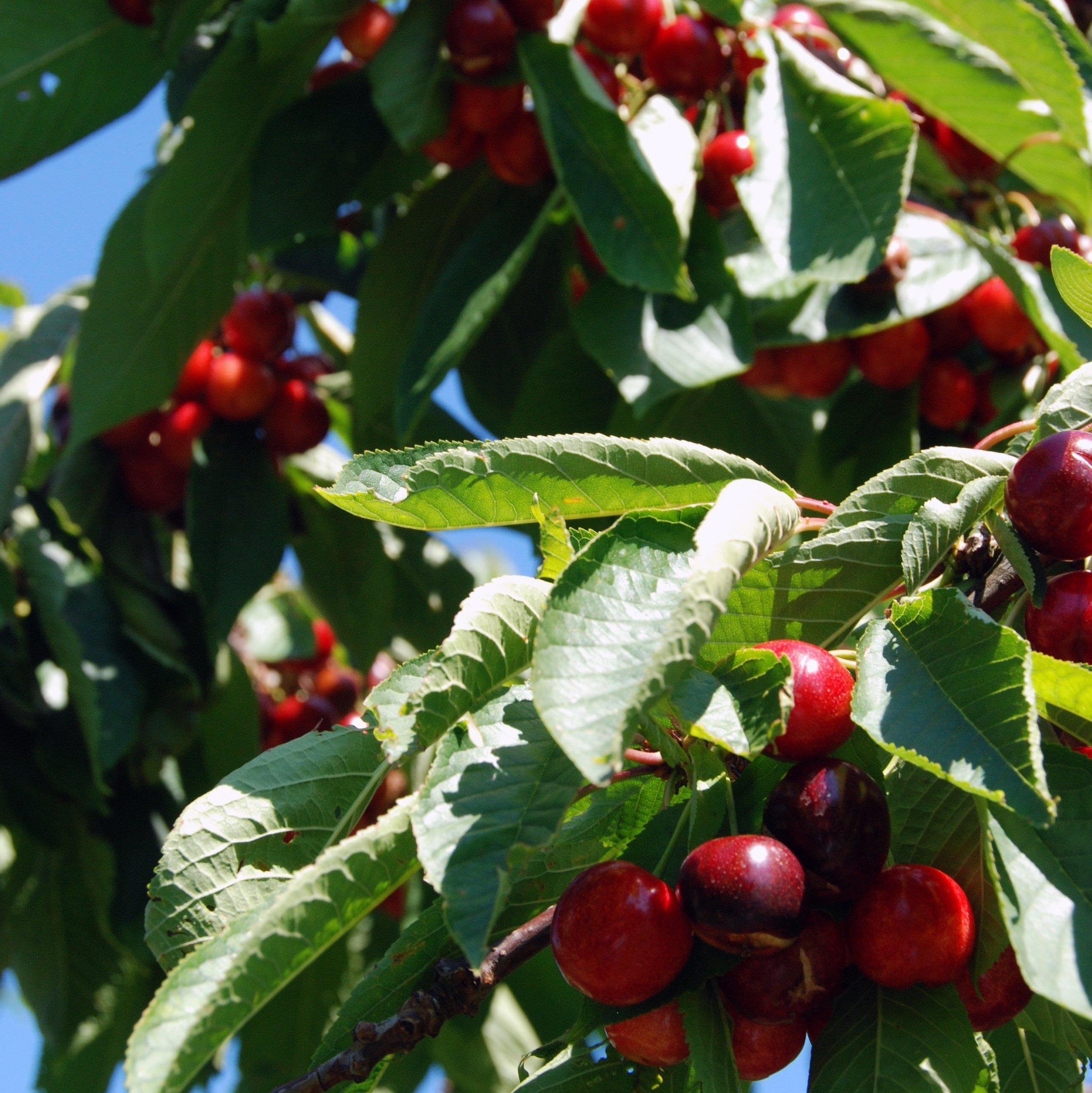 First Fruit Food Trail | Things to Do in Kent - Visit Swale